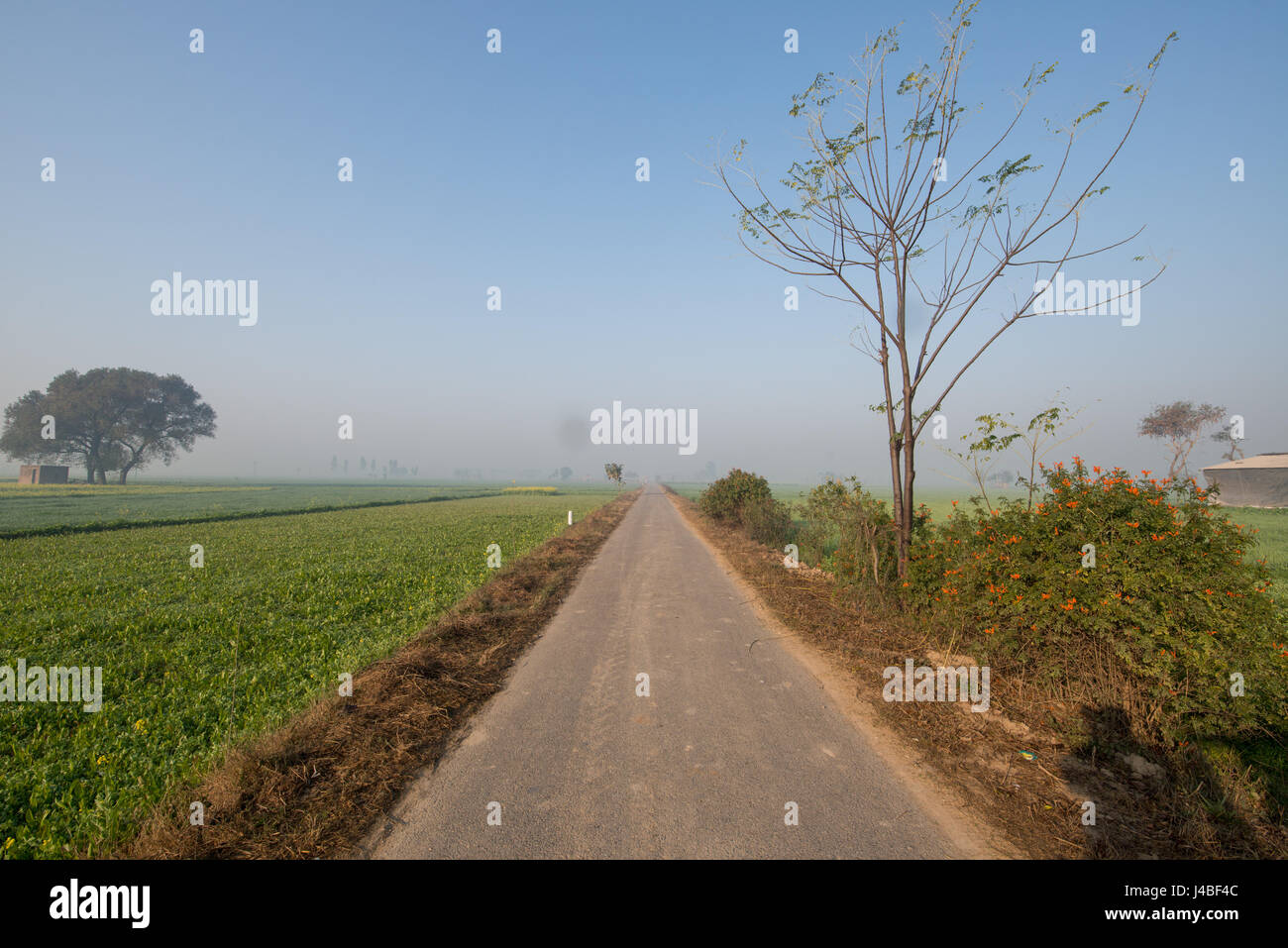 A dusty road surrounded by crops in Punjab, India Stock Photo - Alamy