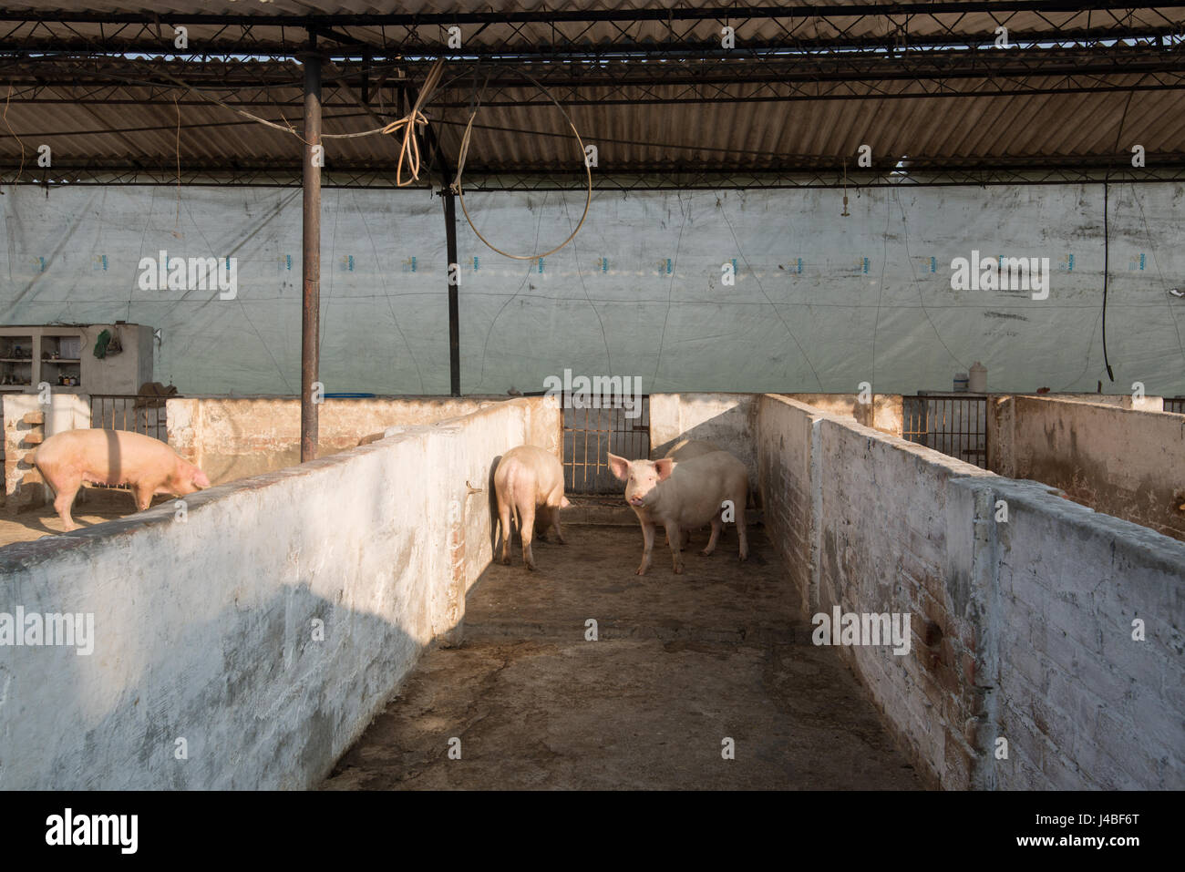 Farming pigs india hi-res stock photography and images - Alamy