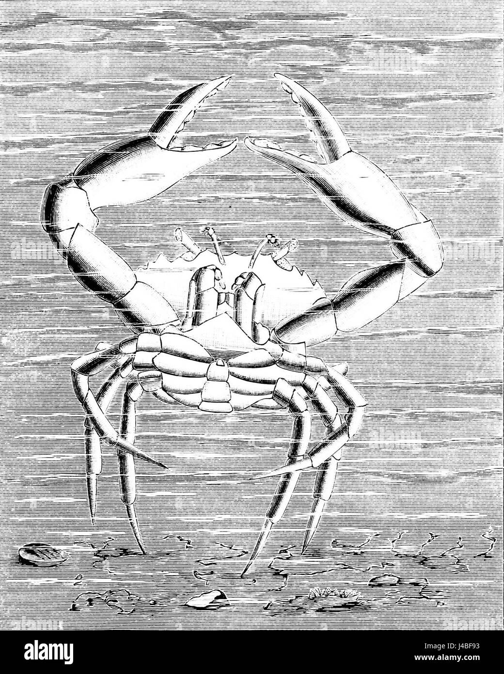 Lady crab hi-res stock photography and images - Alamy