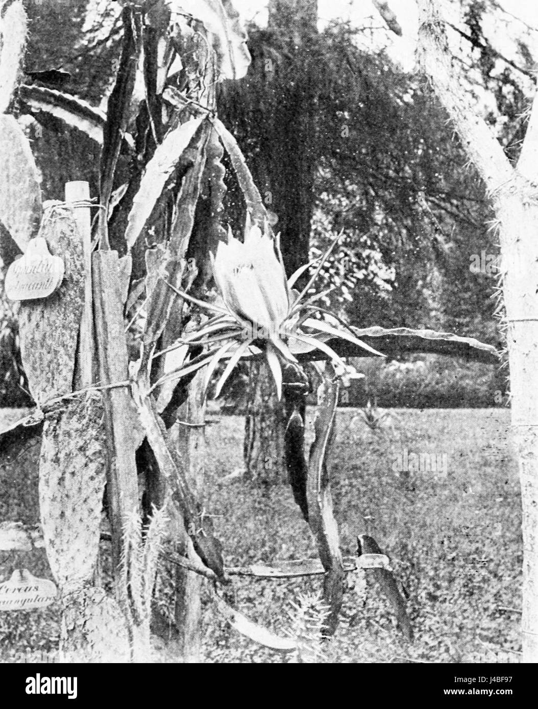 Triangular stems hi-res stock photography and images - Alamy