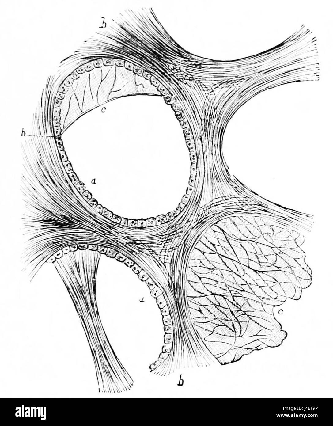 Respiratory system diagram Black and White Stock Photos & Images - Alamy
