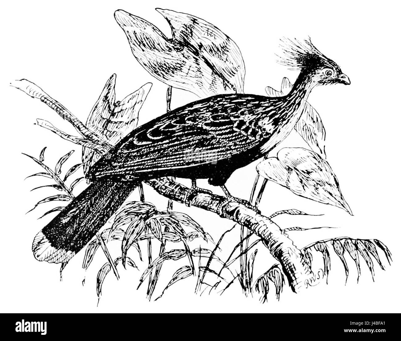 Bird digestion Black and White Stock Photos & Images - Alamy