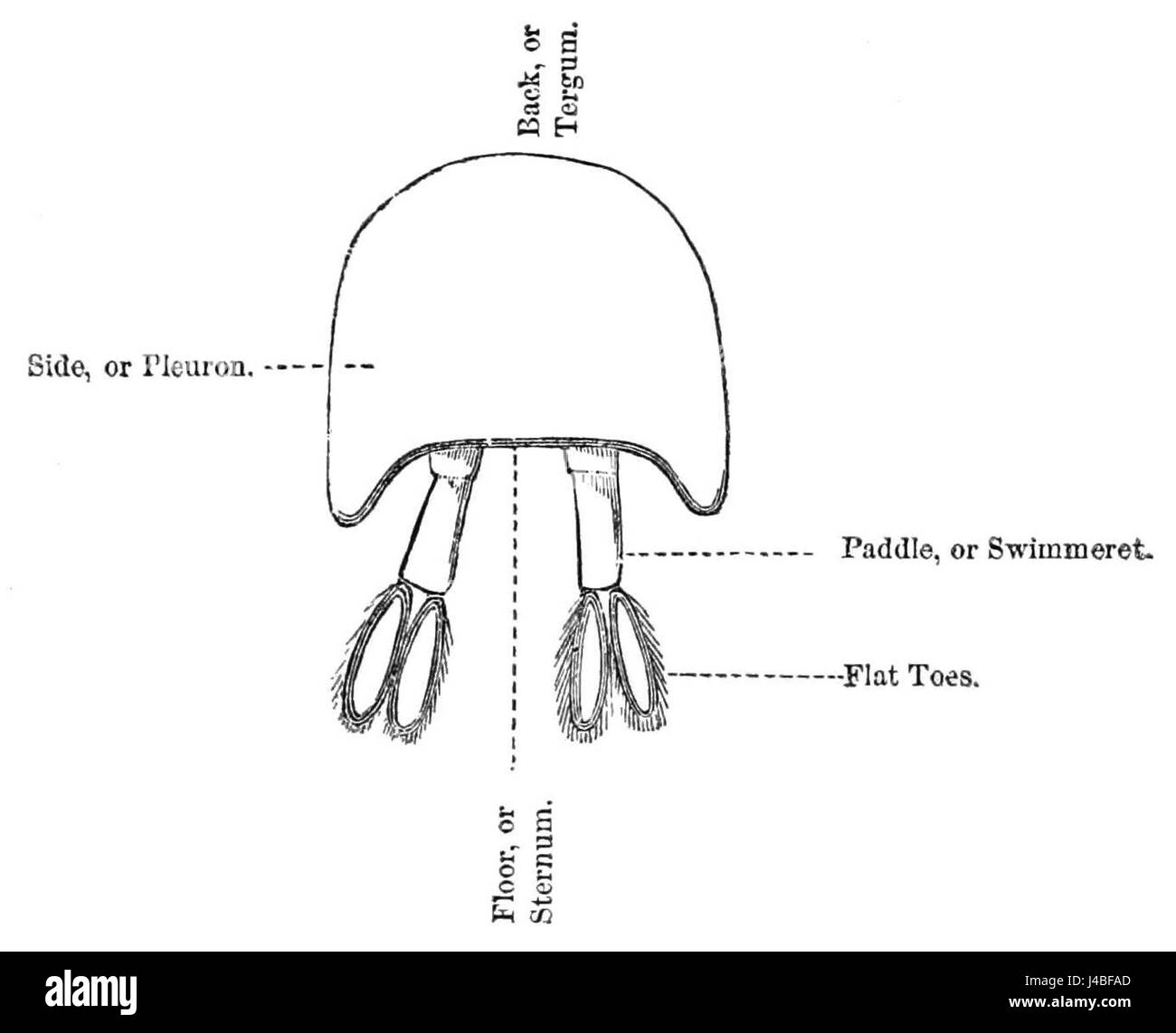 This illustration from 'Popular Science Monthly' (Volume 6, D598 ...
