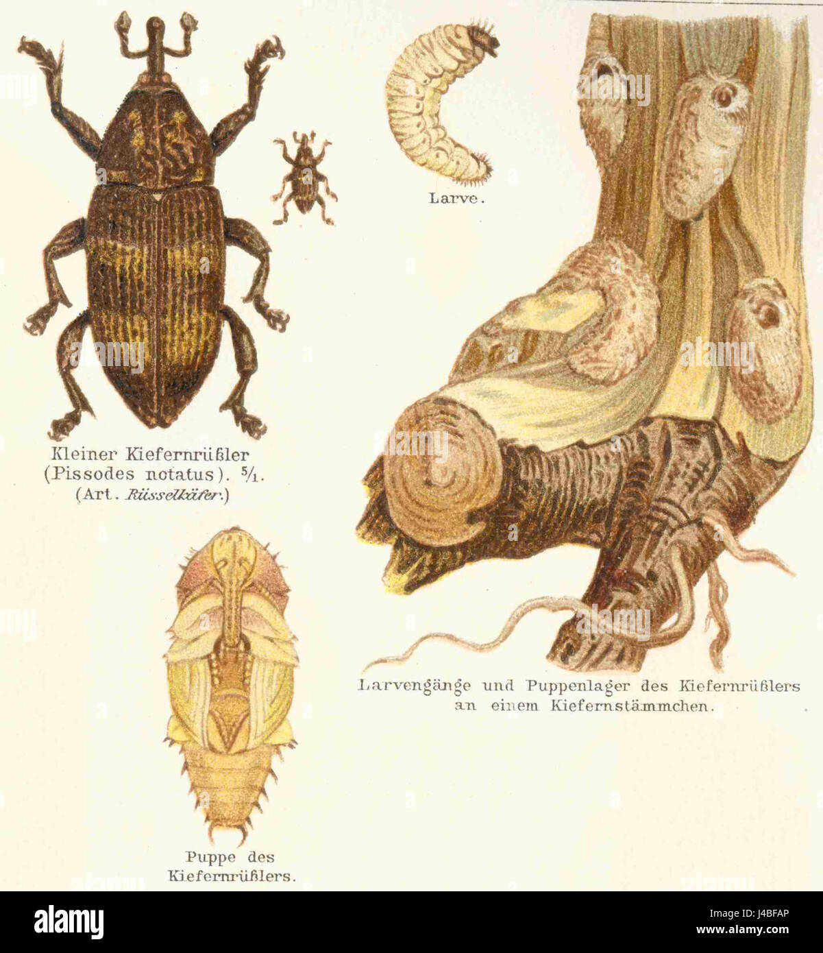 Pissodes notatus is a species of weevil, described in 1888 by Meyers ...