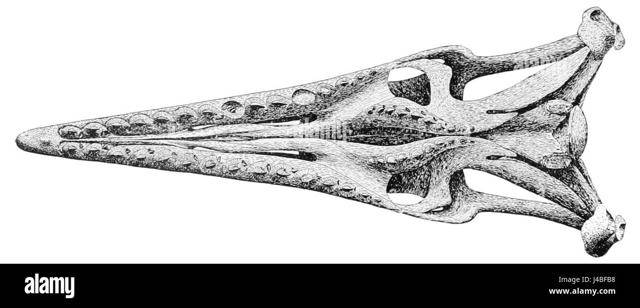 Tylosaurus Skeleton
