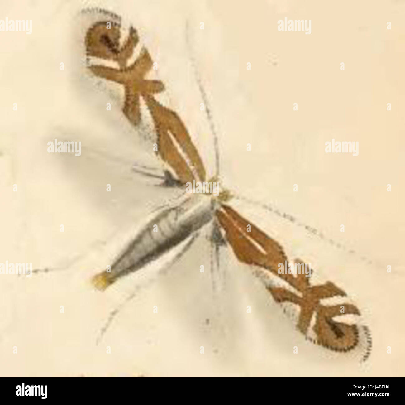 Hazel miner hi-res stock photography and images - Alamy