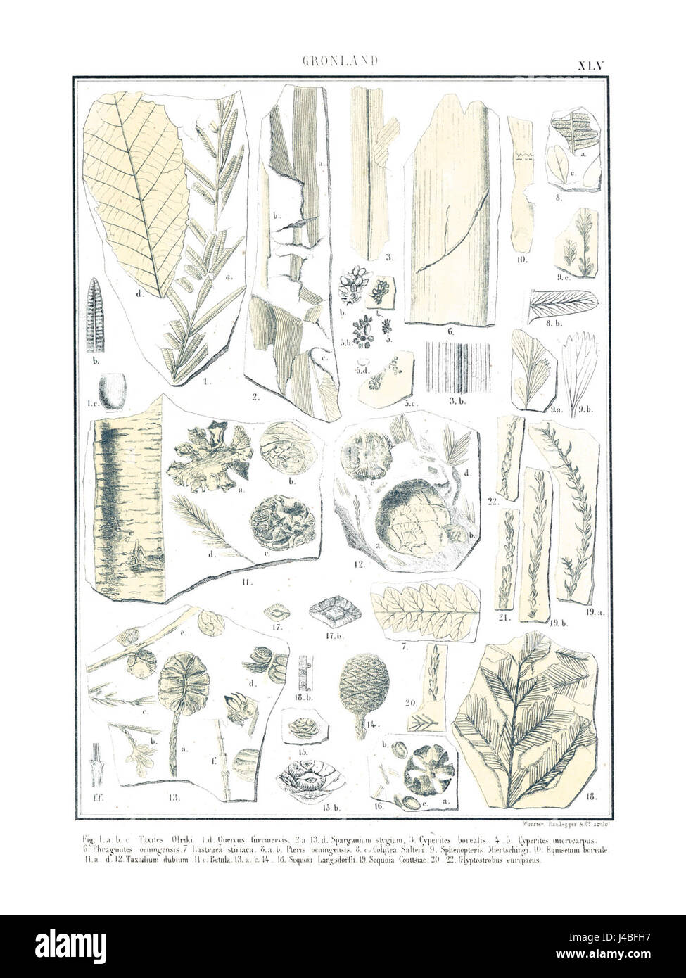 This is a reference to *Polarflora*, a publication focusing on the ...