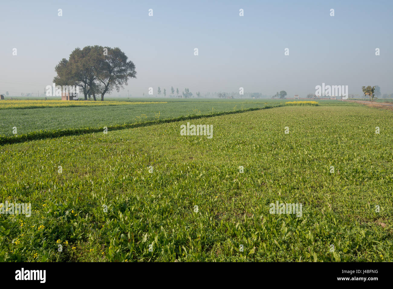 Mustard growing on a farm in Punjab, India Stock Photo - Alamy