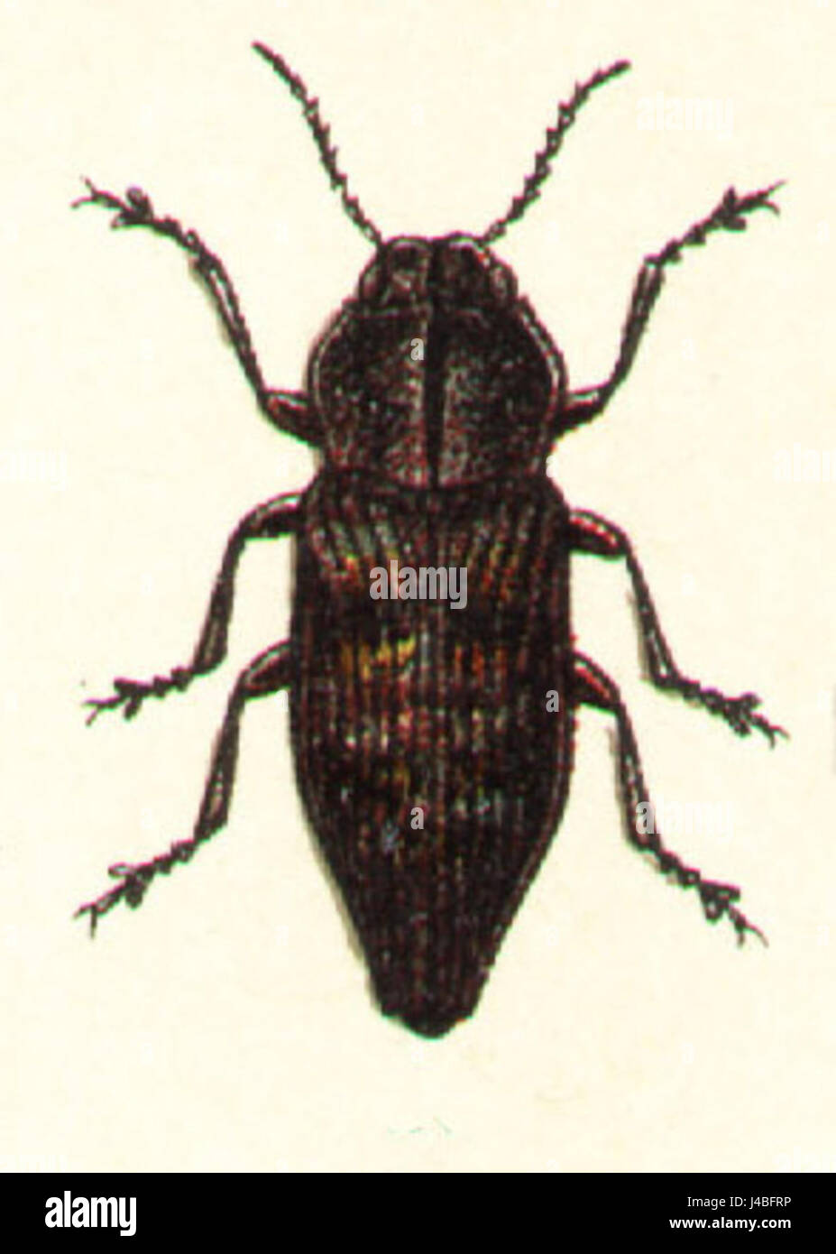 Variolosa hi-res stock photography and images - Alamy