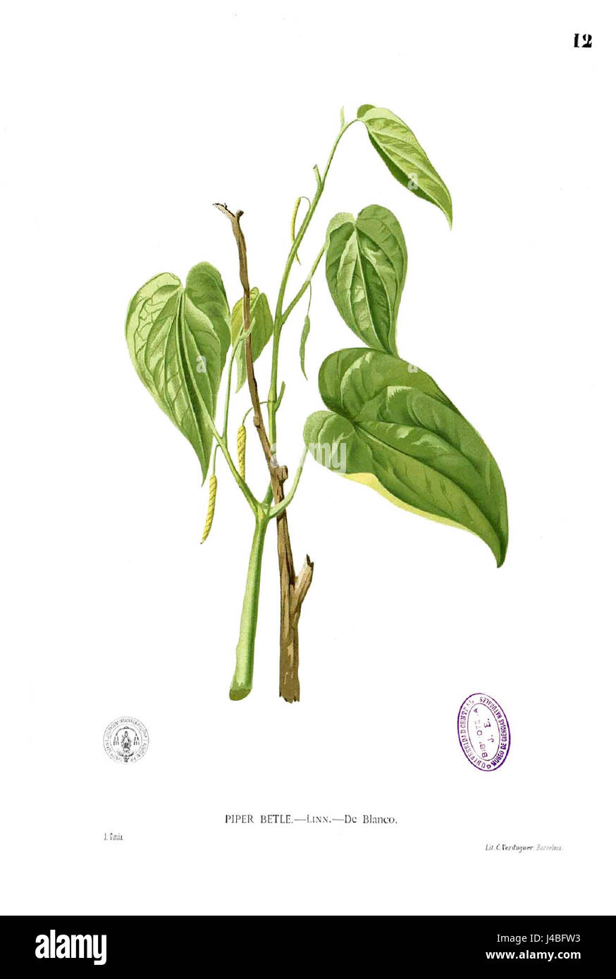 Betle hi-res stock photography and images - Alamy