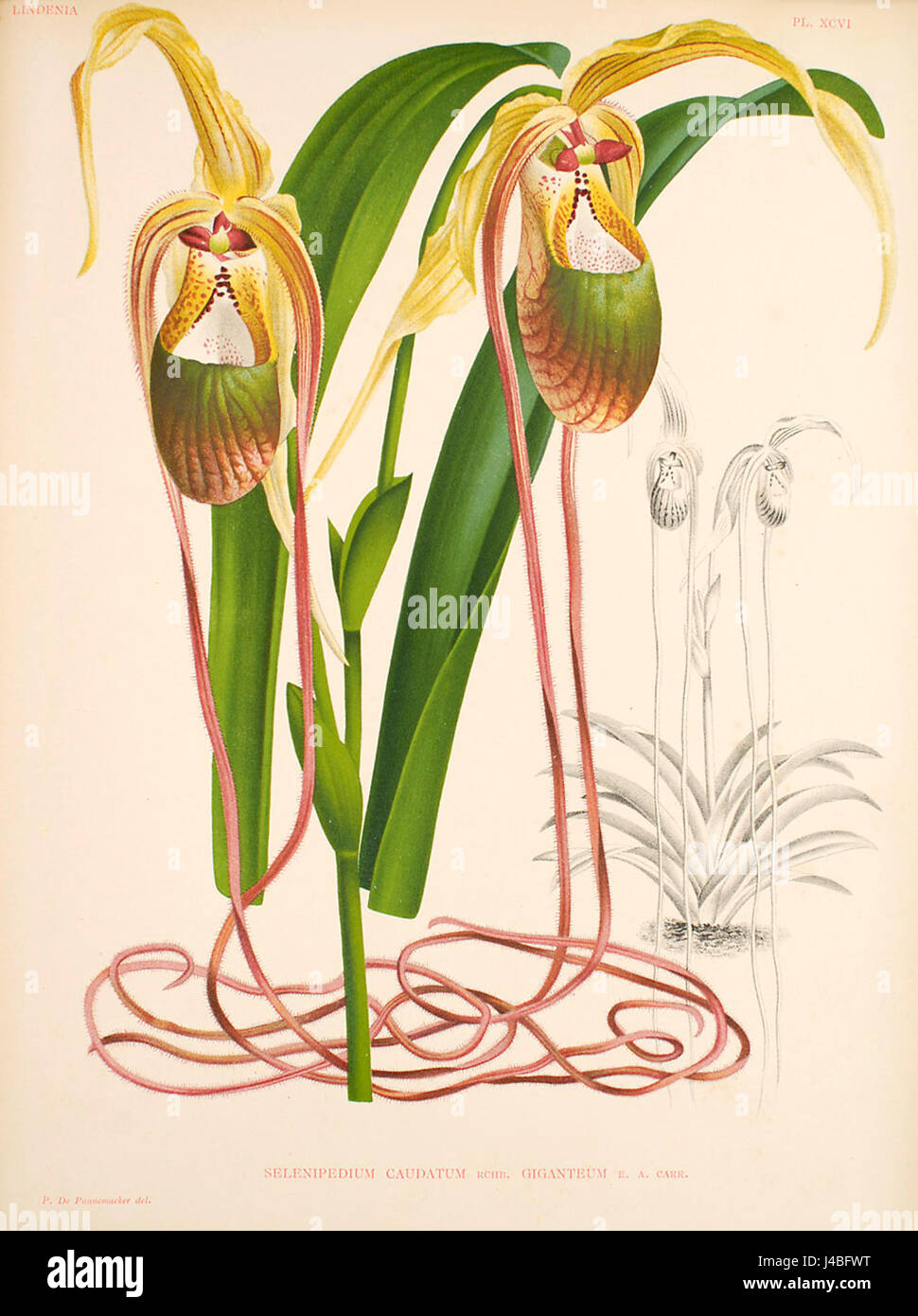Orchid phragmipedium hi-res stock photography and images - Alamy