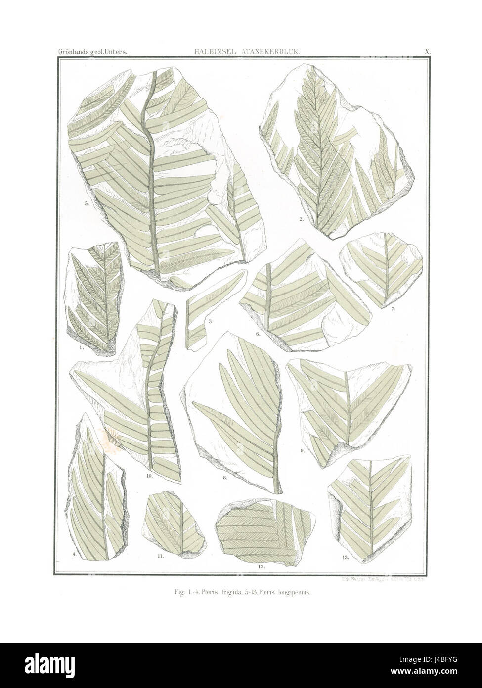*Polarflora 6 297* is a scientific reference focusing on the flora of ...