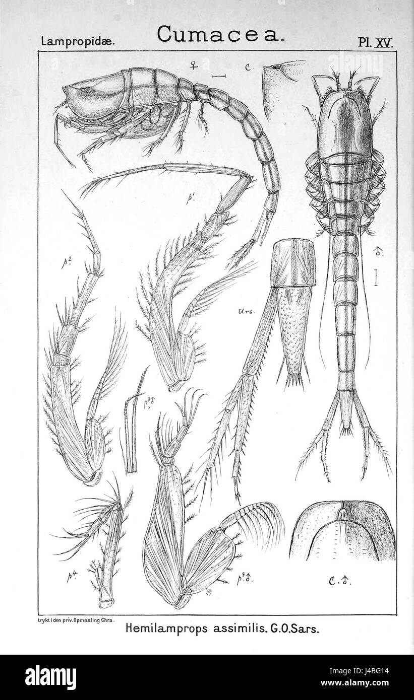 This plate illustrates 'Hemilamprops assimilis,' a species in the ...