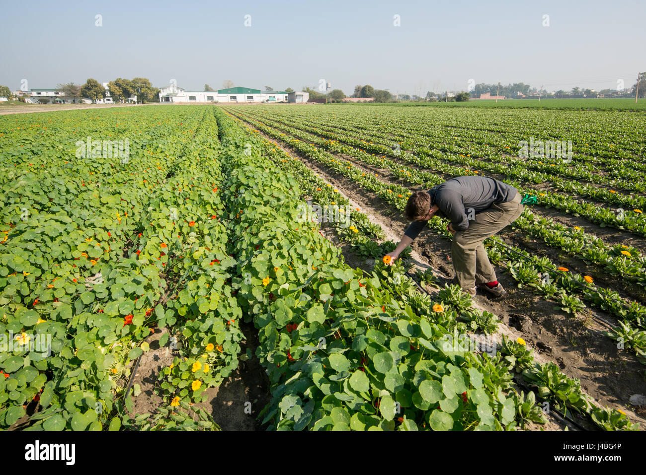 Punjab farm hi-res stock photography and images - Alamy