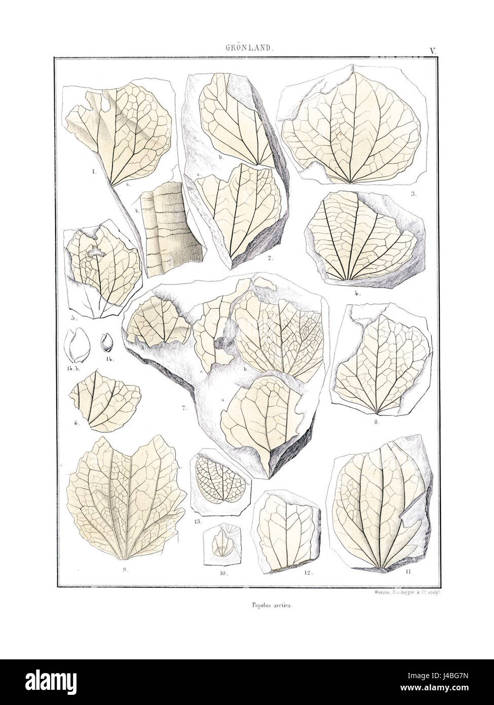 Research focuses on plants Cut Out Stock Images & Pictures - Alamy