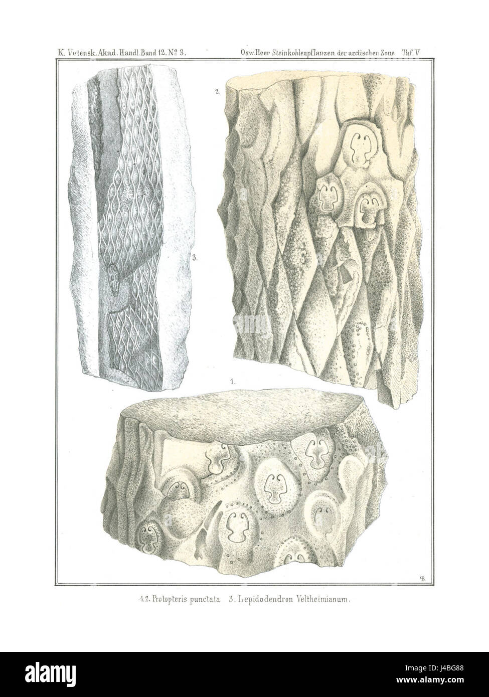 *Polarflora 3* refers to a botanical collection or study of plants in ...