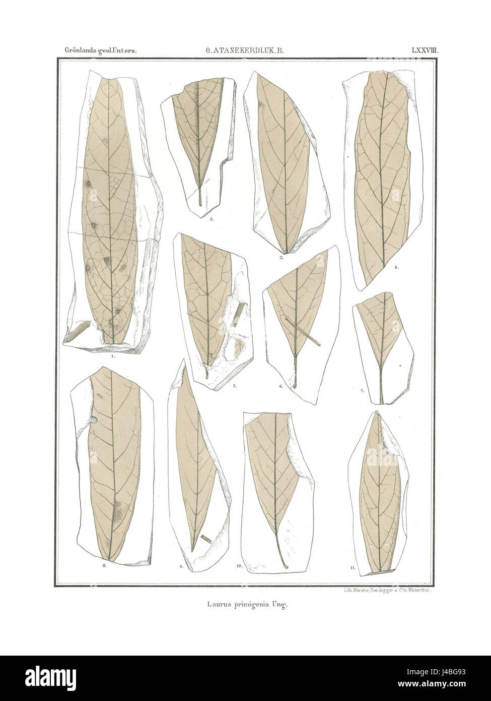 Polarflora 7 345 refers to a specific catalog number in a collection of ...