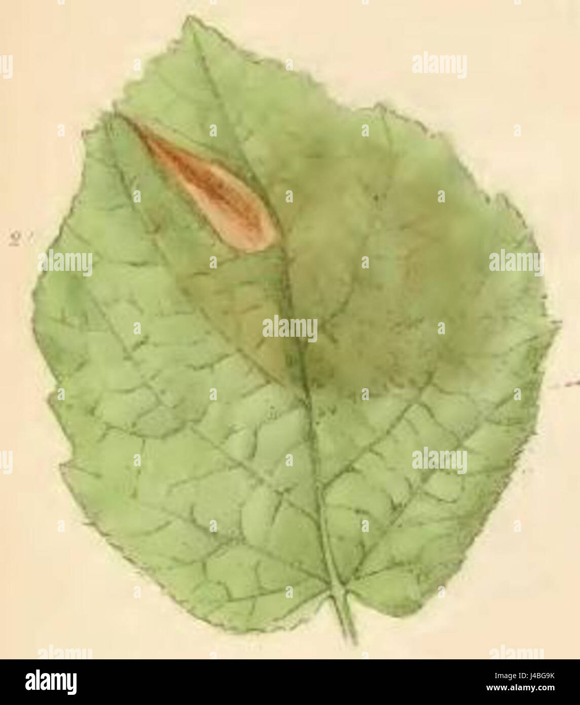 Phyllonorycter coryli mined hazel leaf Stock Photo - Alamy