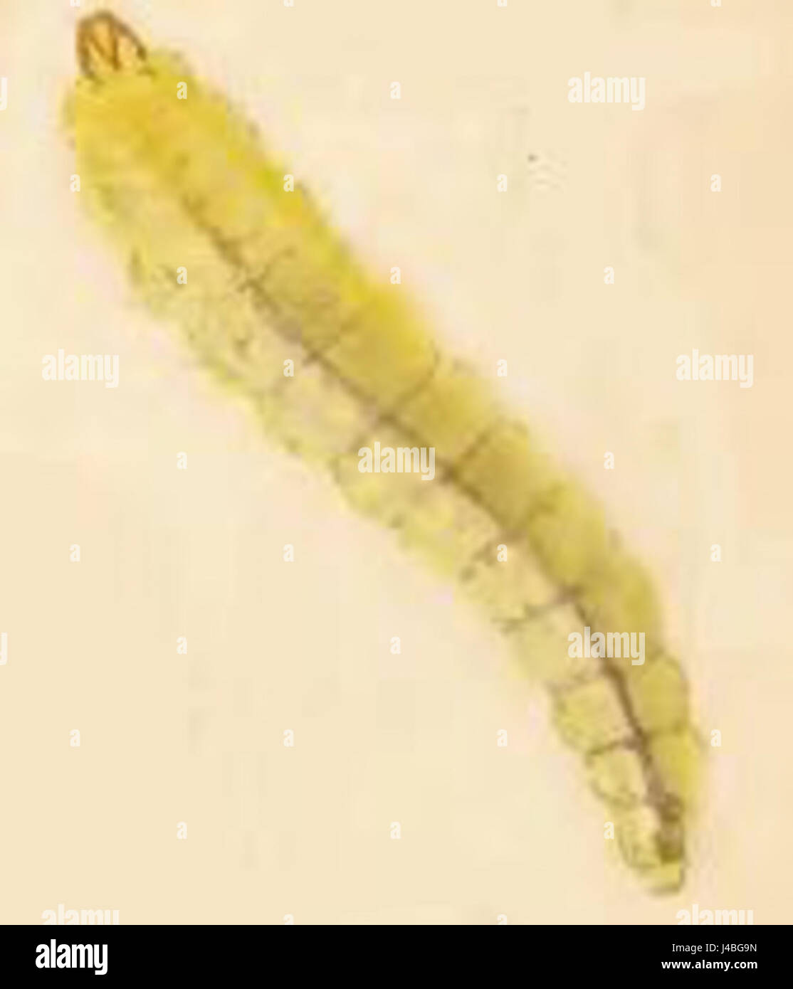 Phyllonorycter lantanella larva Stock Photo - Alamy