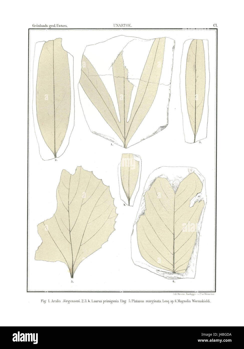 Polarflora 7 is a botanical work dedicated to the flora of polar ...