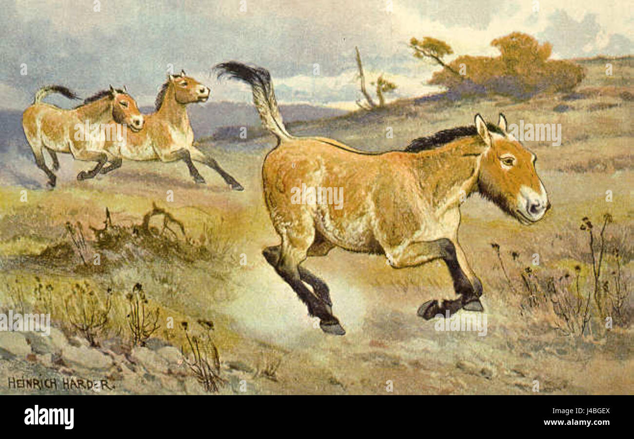 Przewalski horse ancient hi-res stock photography and images - Alamy
