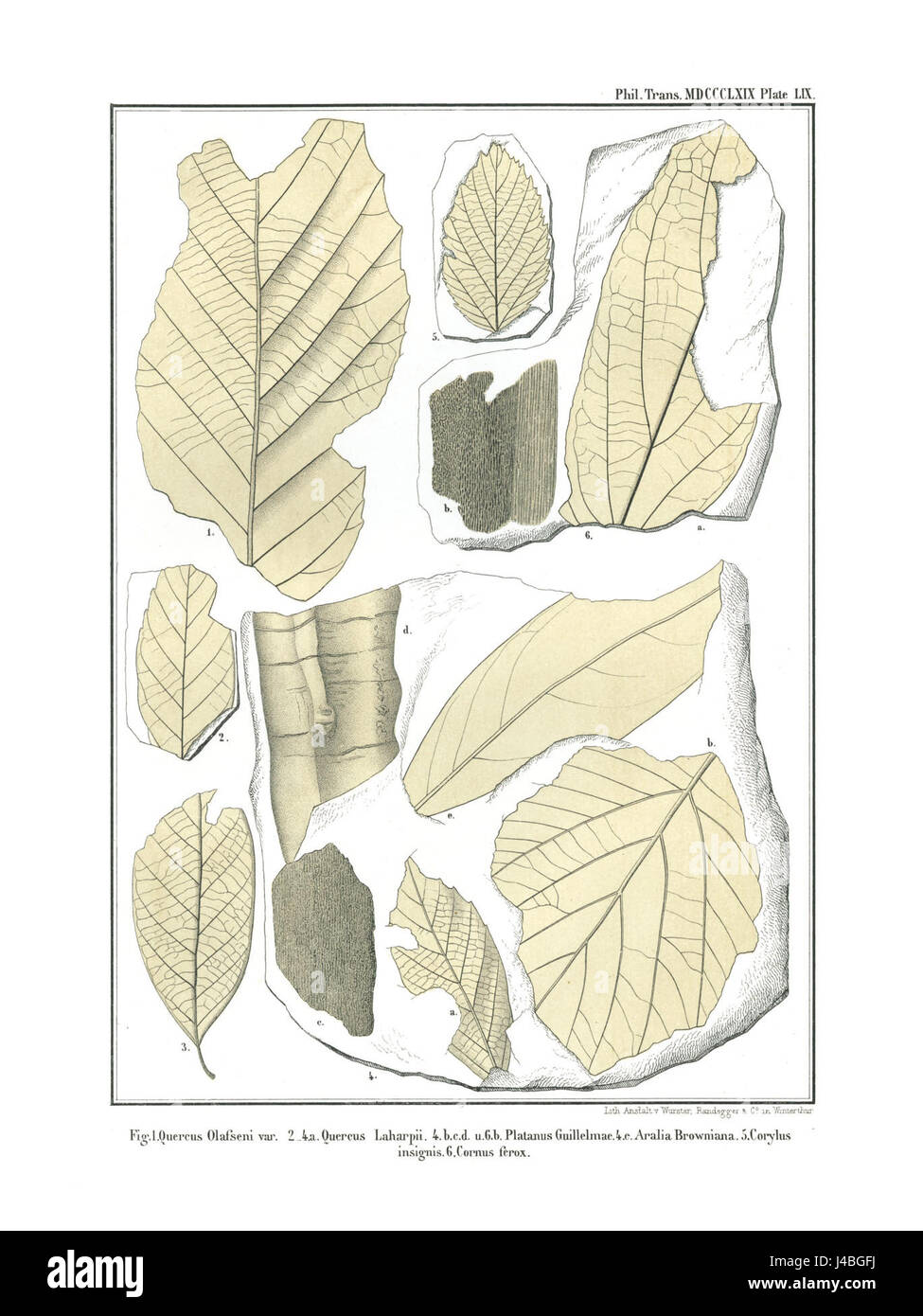Polarflora 2 353 focuses on the flora of polar regions, offering an ...