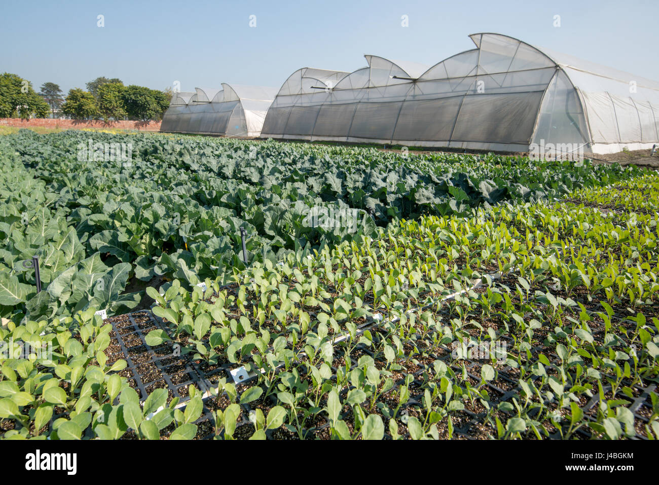 Growing vegetable in india hi-res stock photography and images - Alamy
