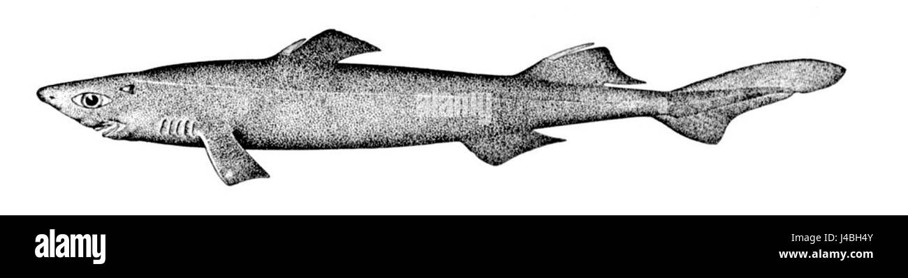 Microdon hi-res stock photography and images - Alamy