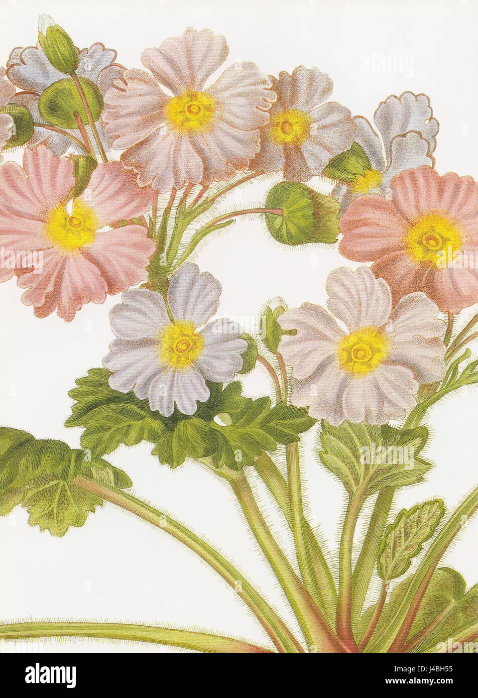 This title refers to the plant species Primula sinensis, known for its ...