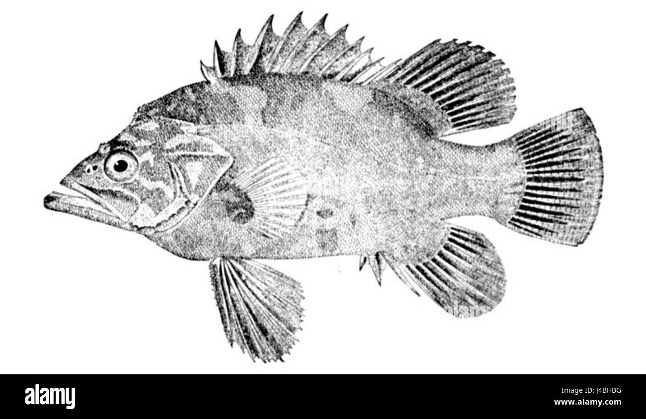 Oilfish hi-res stock photography and images - Alamy