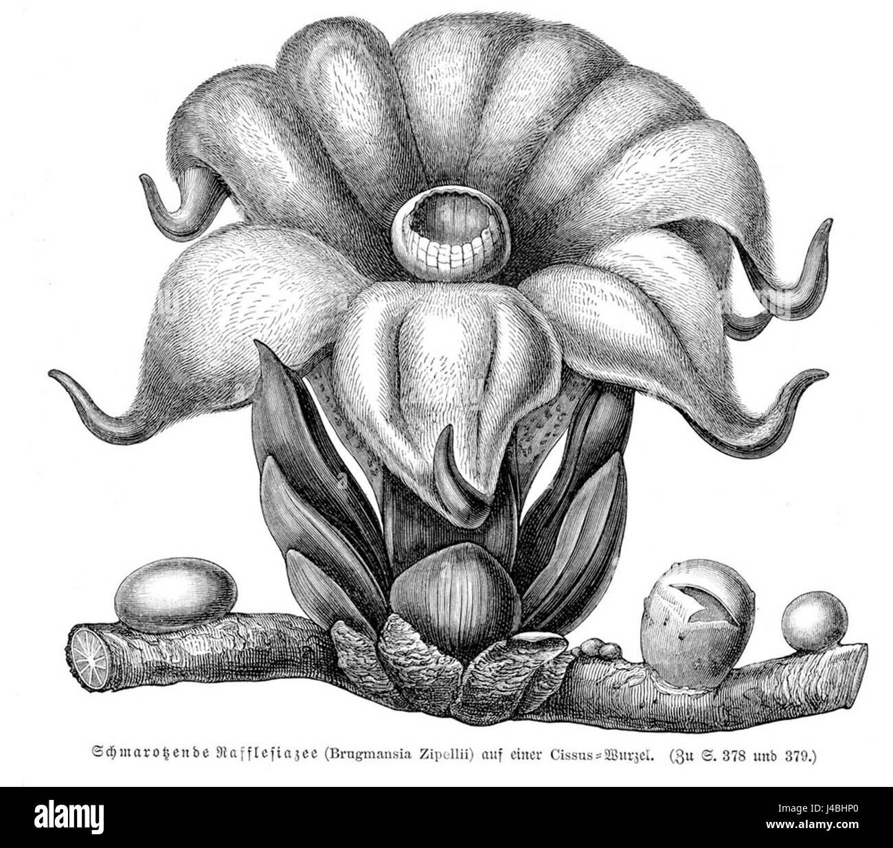 Rafflesiaceae High Resolution Stock Photography and Images - Alamy