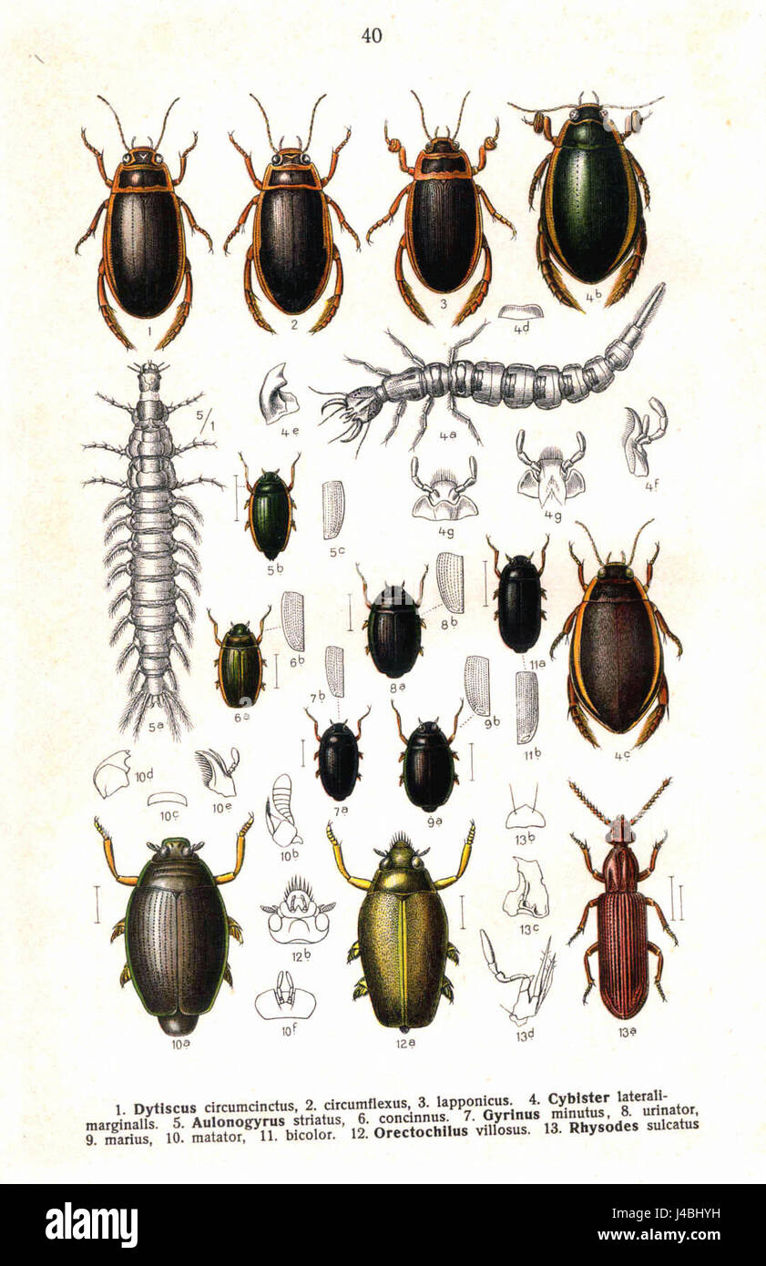 The illustration shows species of Dytiscus, a genus of predatory diving ...