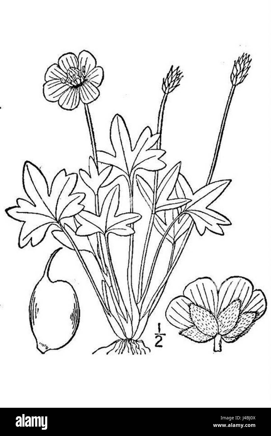 Snow white hi-res stock photography and images - Alamy