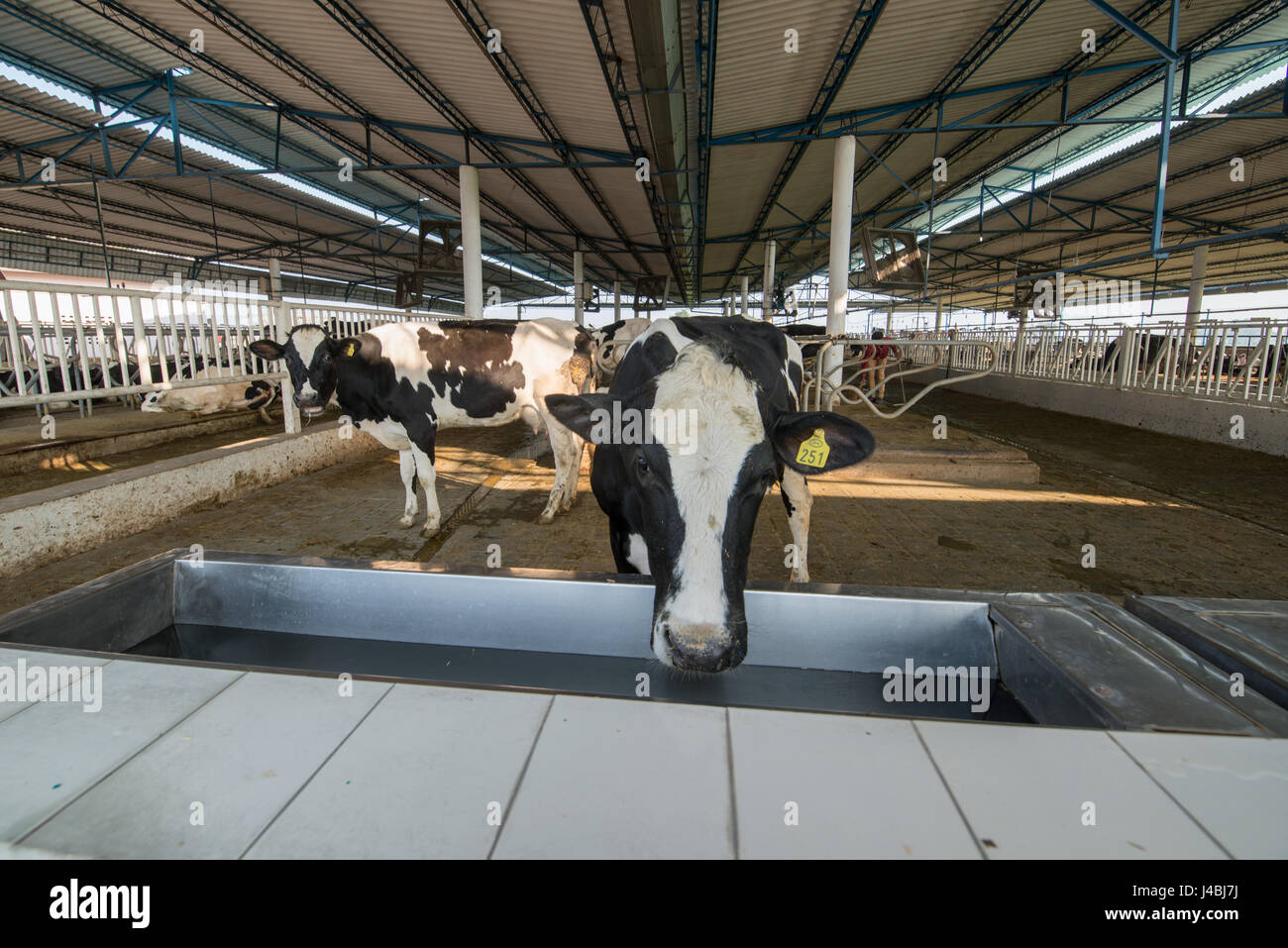 Cows on a small farming facility in Punjab, India Stock Photo - Alamy