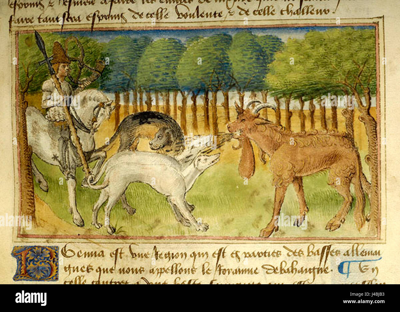 Horned beast hi-res stock photography and images - Alamy