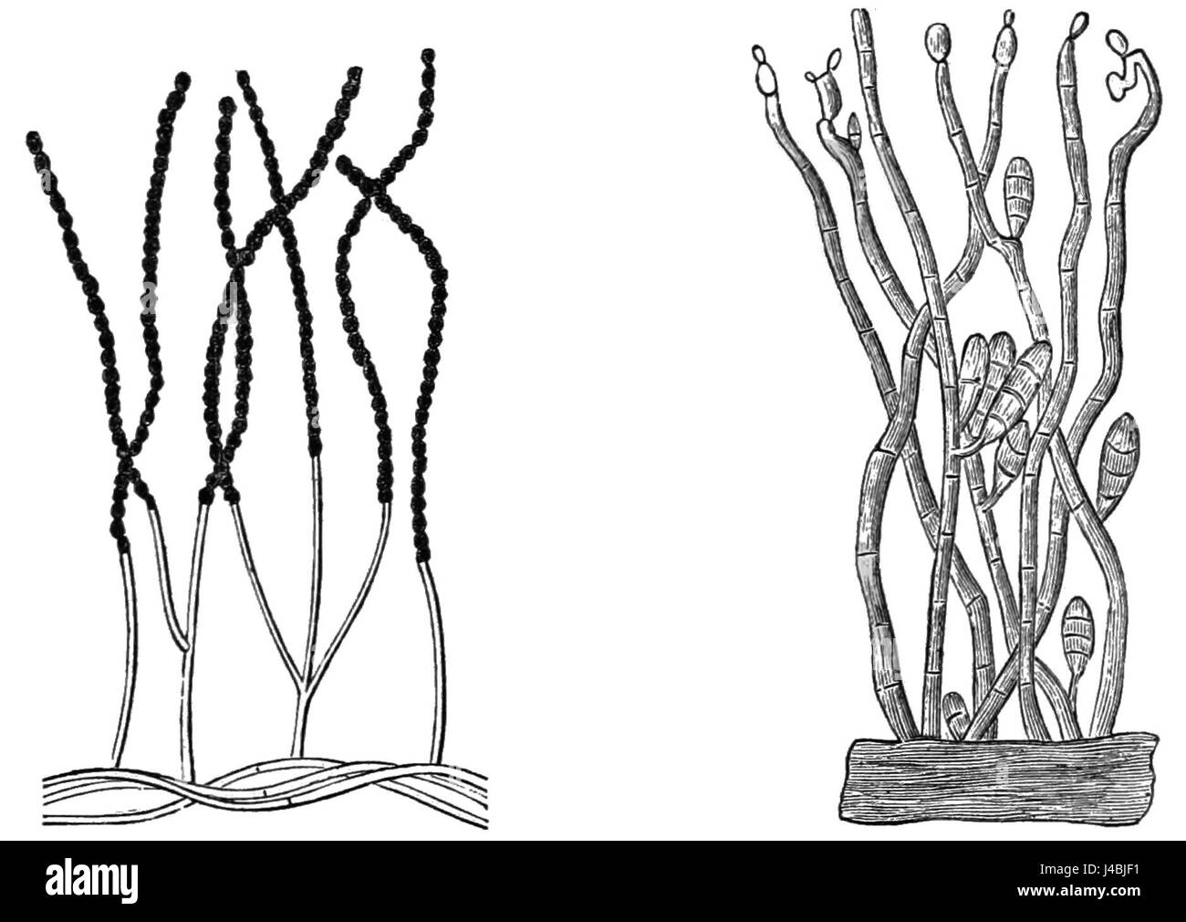 Black spores Cut Out Stock Images & Pictures - Alamy