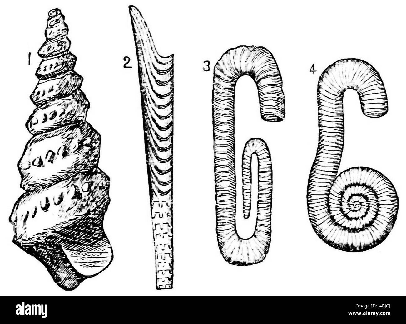 Fish and shells Black and White Stock Photos & Images - Alamy