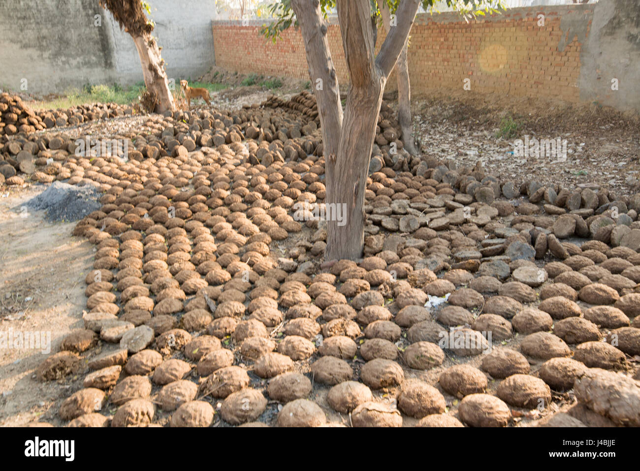 Cow patties hi-res stock photography and images - Alamy