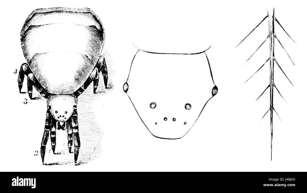 Detailed illustration of a spider's anatomy from PSM (Popular Science ...