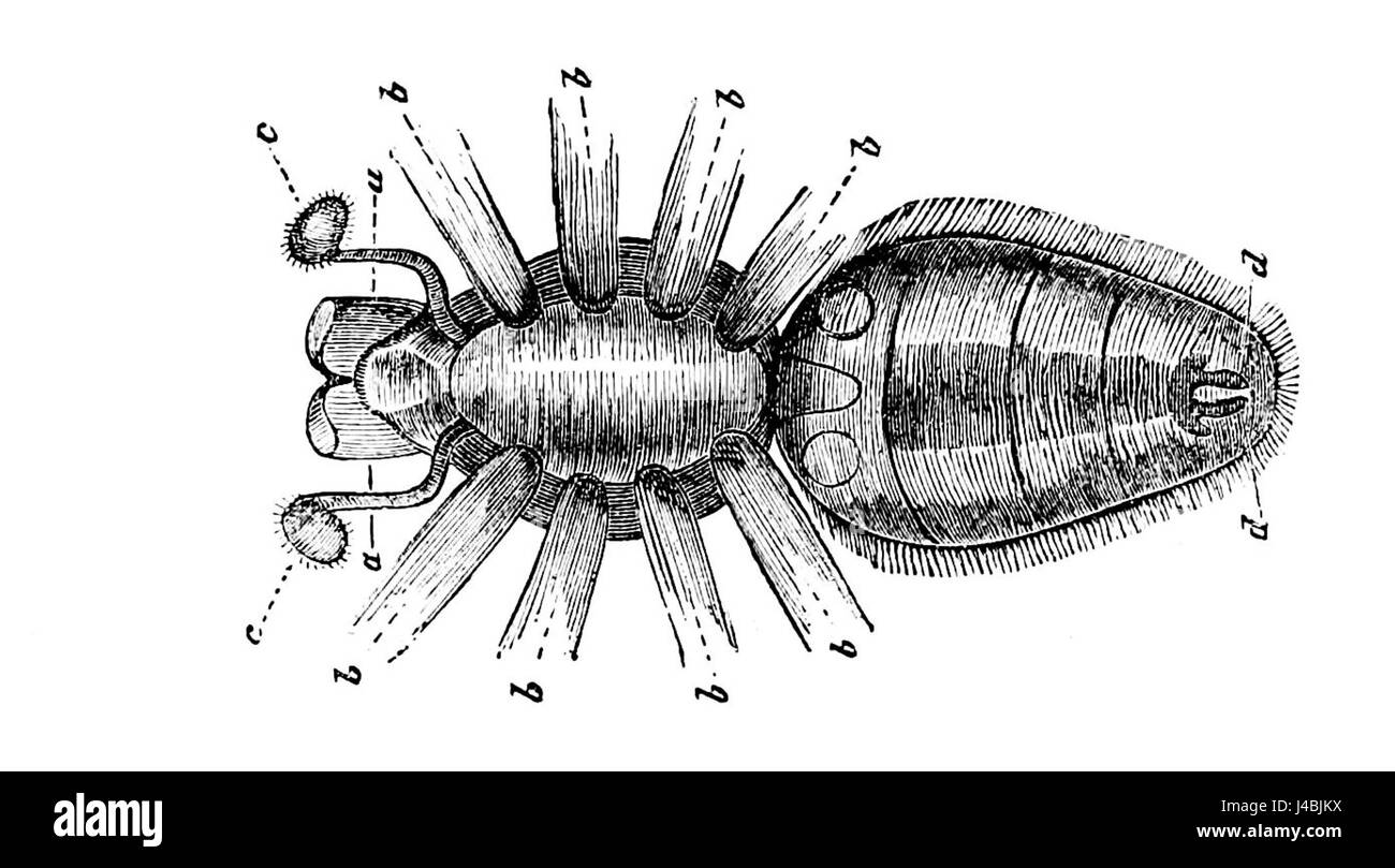 PSM V01 D693 Spider maxilla and male spider 2 Stock Photo - Alamy