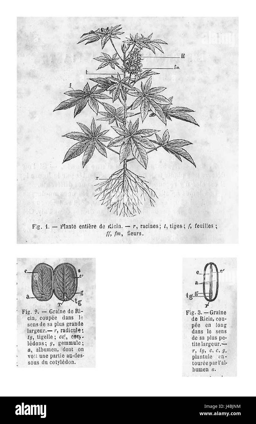 Ricin plante & graine Stock Photo - Alamy