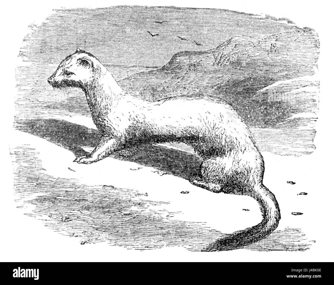 Ermine painting copy hi-res stock photography and images - Alamy