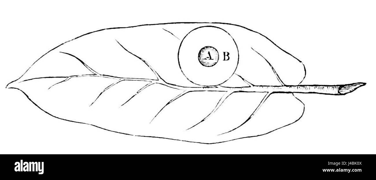 Experiment botanical Cut Out Stock Images & Pictures - Alamy