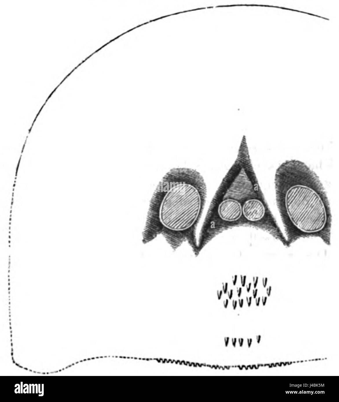 Ancient marine arthropod Black and White Stock Photos & Images - Alamy