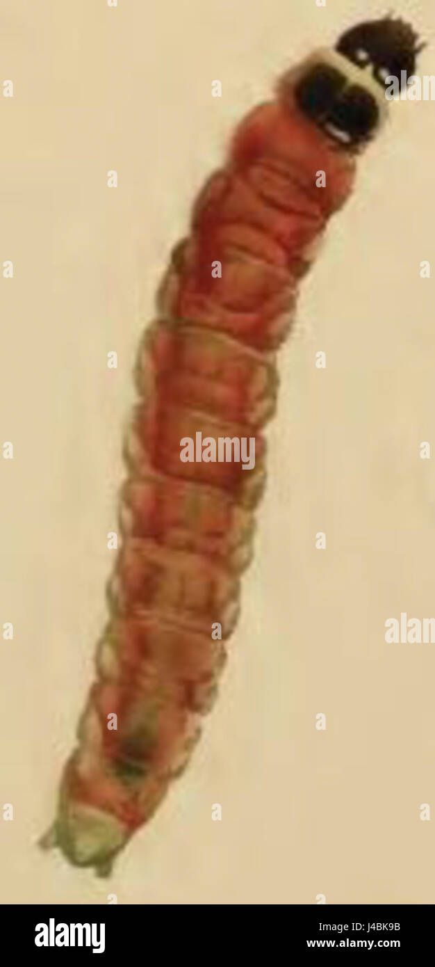 The larva of the moth species Recurvaria leucatella, a member of the ...