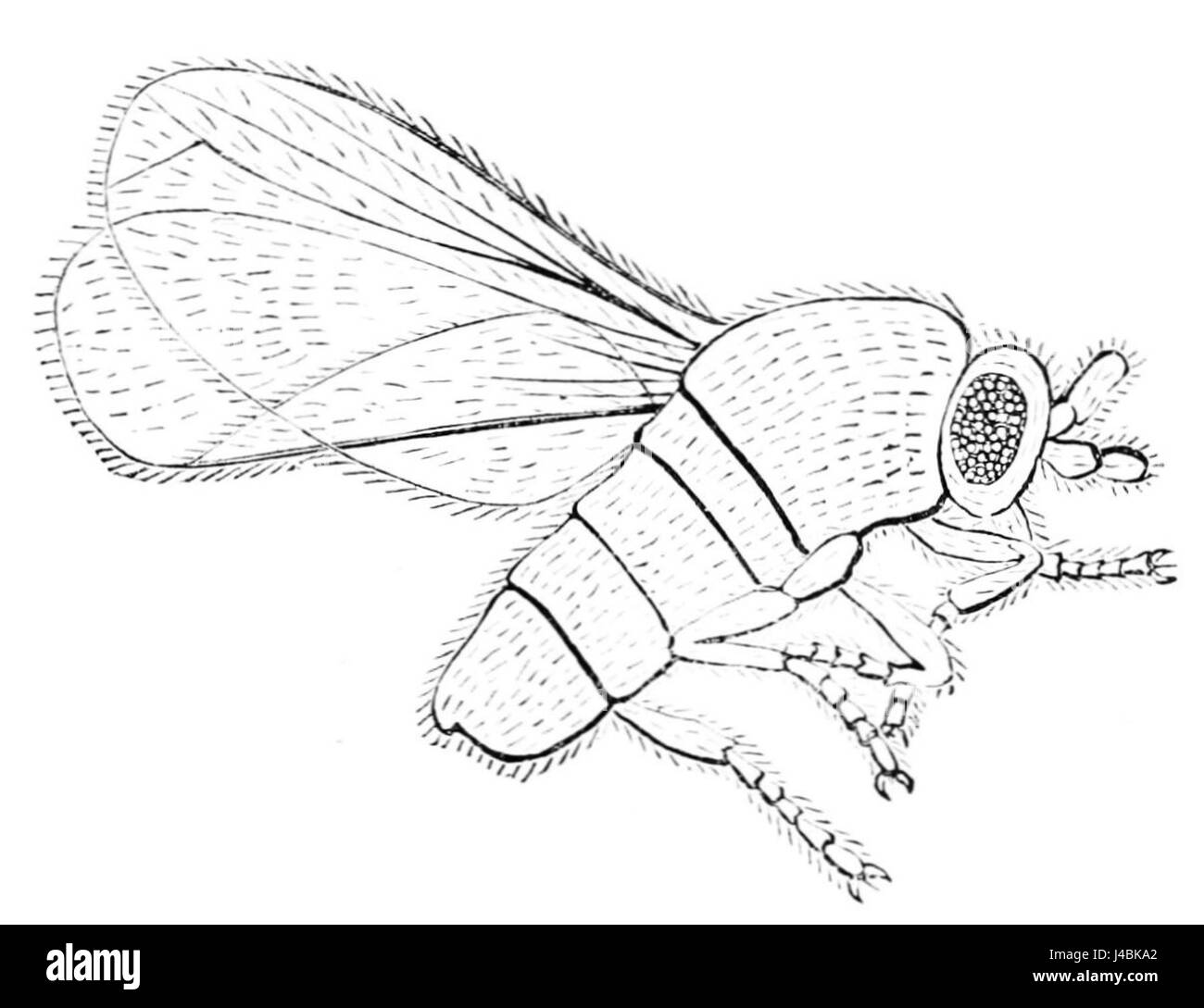 Fly drawings hi-res stock photography and images - Alamy
