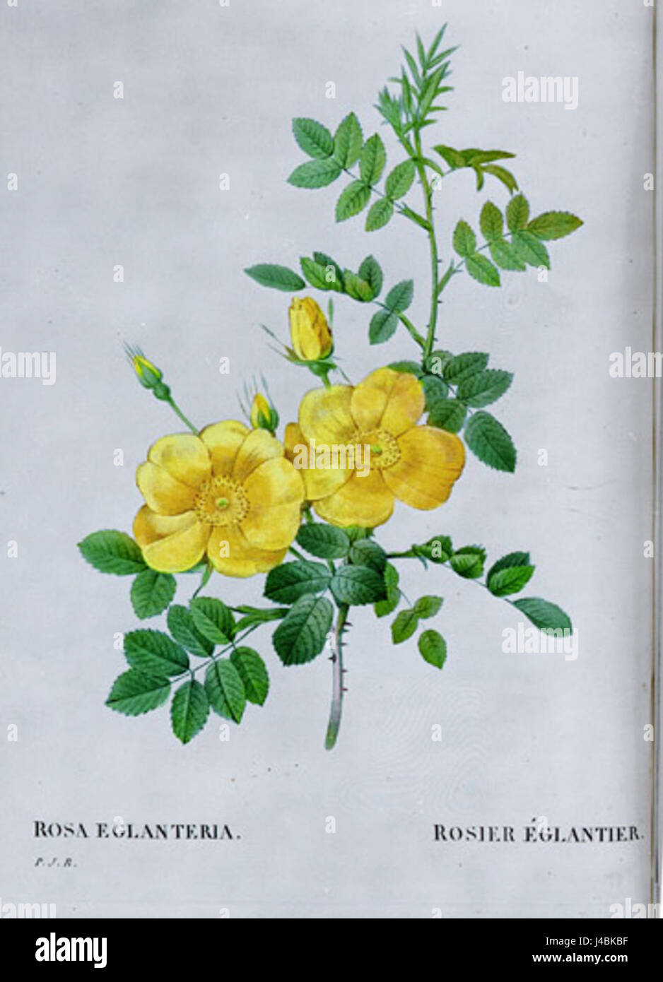 *Rosa eglanteria*, or the eglantine rose, is depicted in this botanical ...