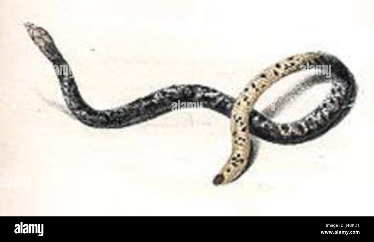 Plecturus or rhinophis or uropeltis hi-res stock photography and images ...