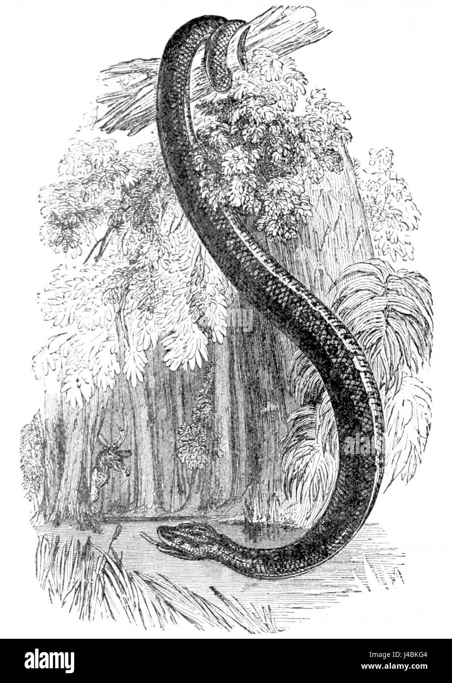 Map of anaconda hi-res stock photography and images - Alamy