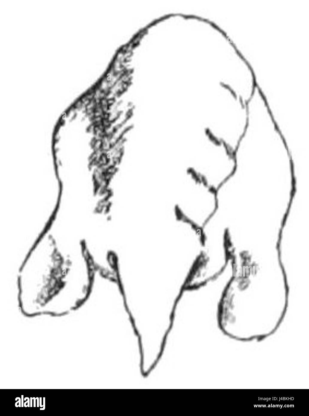 Human embryo tail hi-res stock photography and images - Alamy